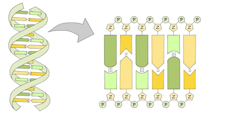DNA und Molekulargenetik - Mittelstufe online lernen