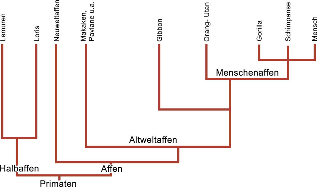 Nahe Verwandte des Menschen – Menschenaffen online lernen