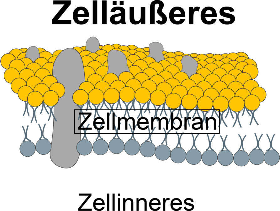 Biomembran - Aufbau und Stofftransport online lernen