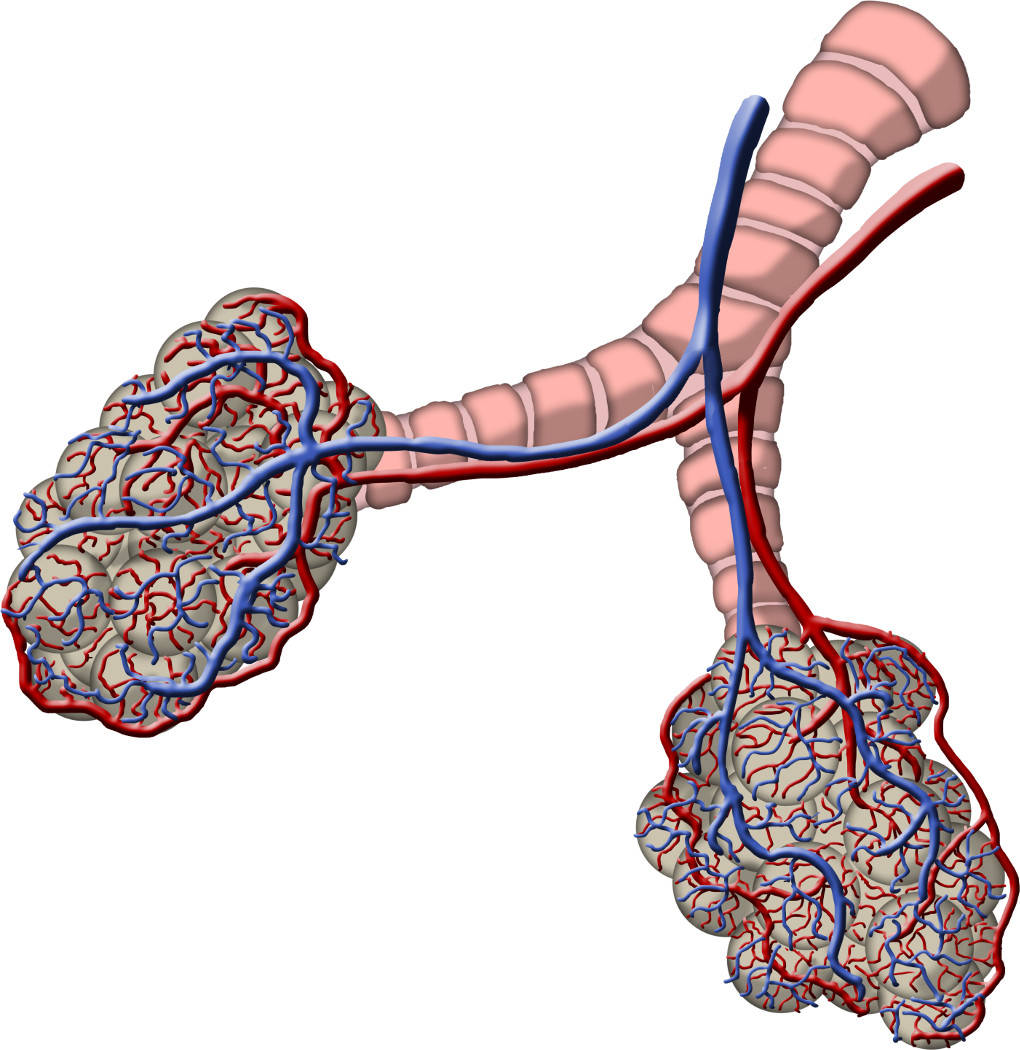 Stoffwechsel des Menschen online lernen