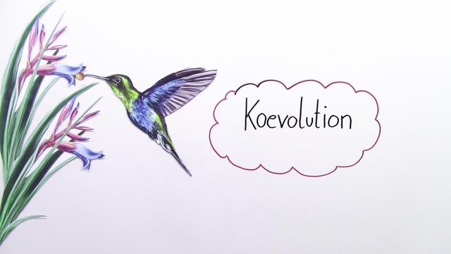 Koevolution - Erstaunlich einfach erklärt
