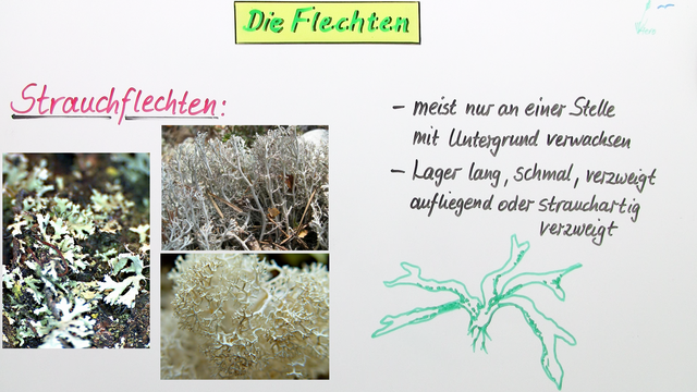 Die Flechten: Bau und ökologische Bedeutung – Einfach erklärt (inkl ...