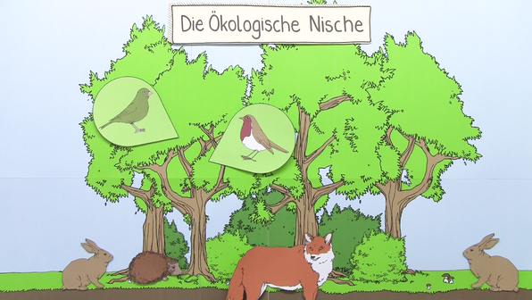 Einflüsse Abiotischer Faktoren Oberstufe Online Lernen