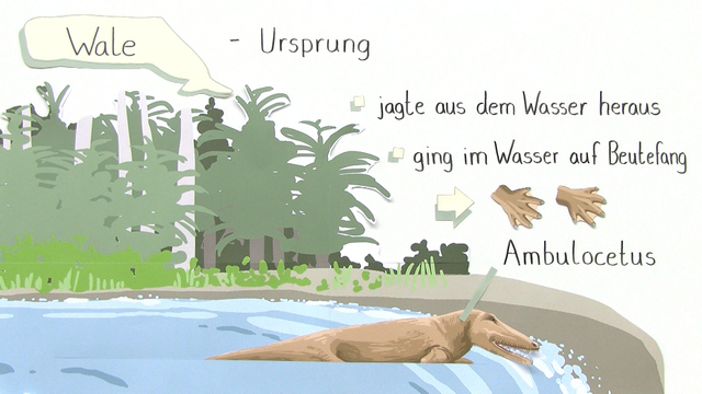 Wale – vom Land ins Wasser – Erklärung & Übungen