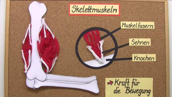 Bewegung als Zusammenspiel von Knochen, Muskeln und Sehnen online lernen