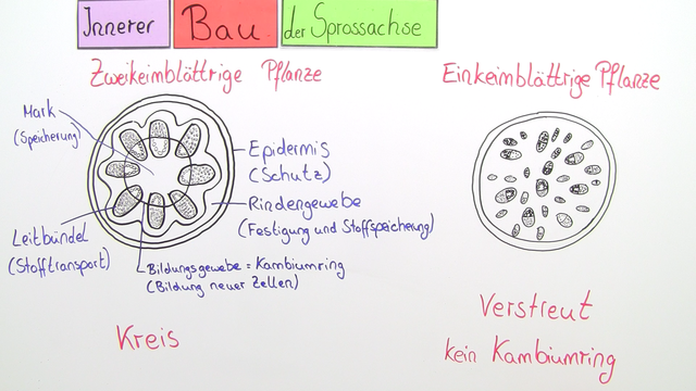 Sprossachse: Bau und Funktion – Einfach erklärt (inkl. Übungen)