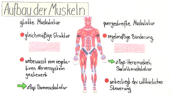 Bewegung als Zusammenspiel von Knochen, Muskeln und Sehnen online lernen