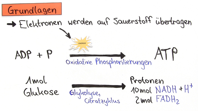 Atmungskette – Bedeutung und Bilanz – Erklärung & Übungen