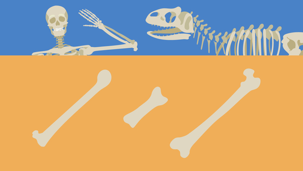 The Human Body learn online