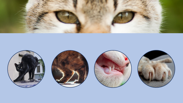 Die Katze - ein Schleichjäger erklärt inkl. Übungen