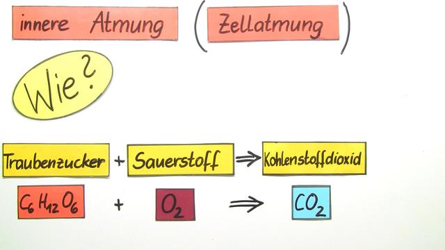 Innere & äußere Atmung: Erklärung, Unterschiede & Merkmale