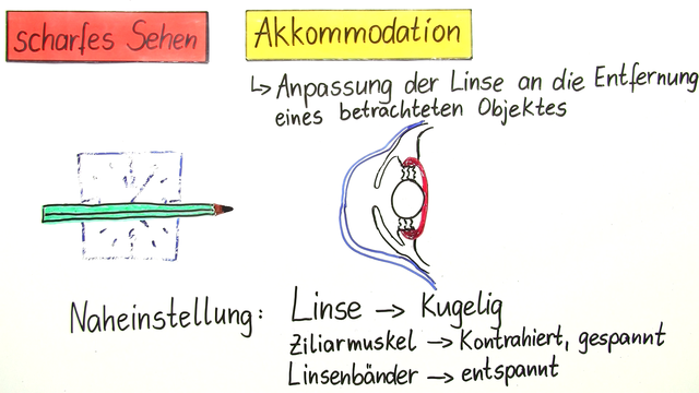 Sehvorgang – scharfes Sehen, räumliches Sehen – Biologie online lernen
