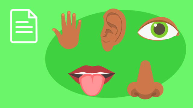 Sinnesorgane einfach erklärt I inkl. Übungen