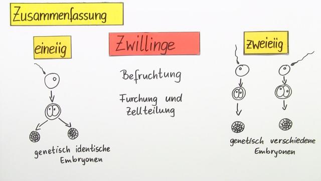 Wie entstehen Zwillinge? – Einfach erklärt (inkl. Übungen)